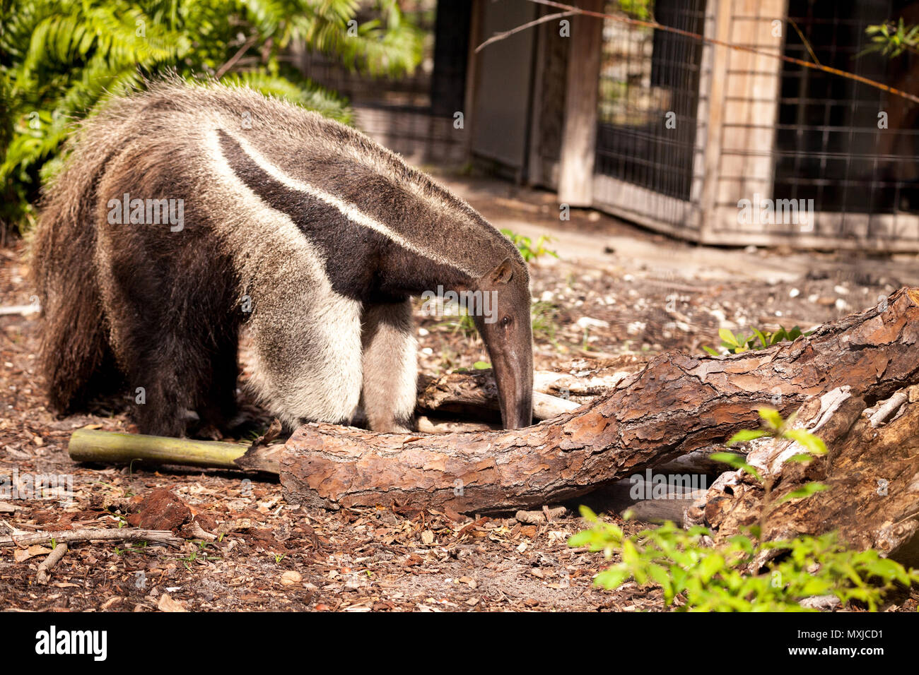 Giant anteater Myrmecophaga tridactyla forages under logs and moves ...