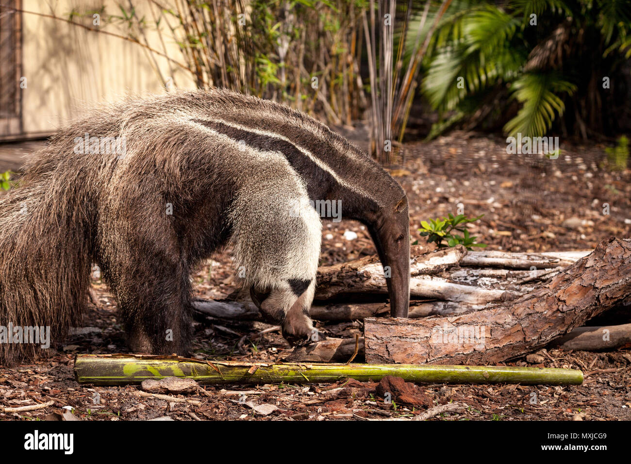 Giant anteater Myrmecophaga tridactyla forages under logs and moves ...