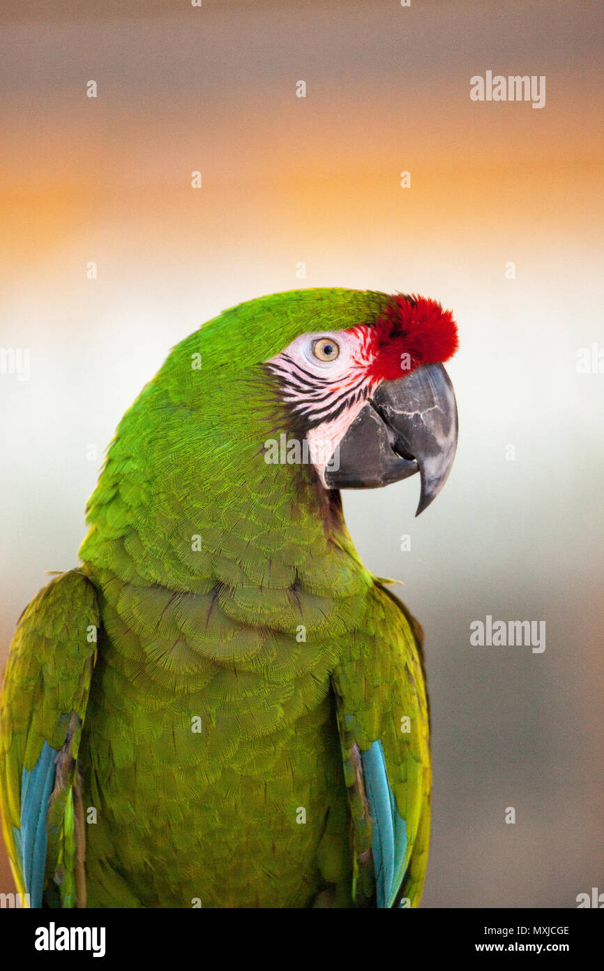 Military macaw bird Ara militaris perches in captivity in Florida Stock ...