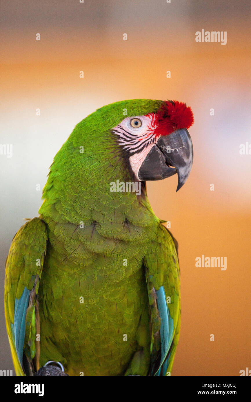 Military macaw bird Ara militaris perches in captivity in Florida Stock ...