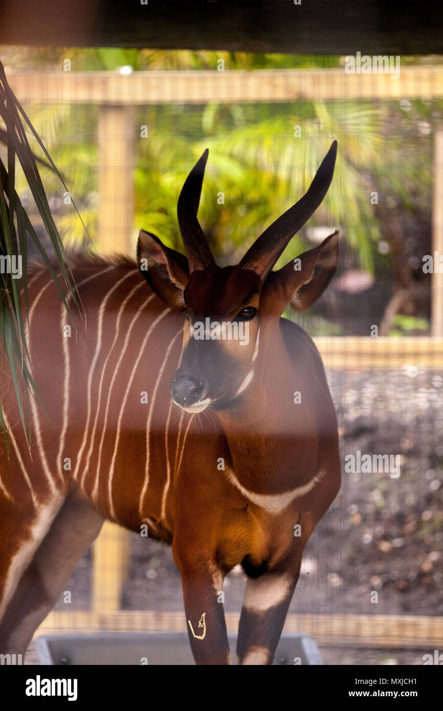 Mountain bongo antelope Tragelaphus eurycerus eats hay under a shelter ...