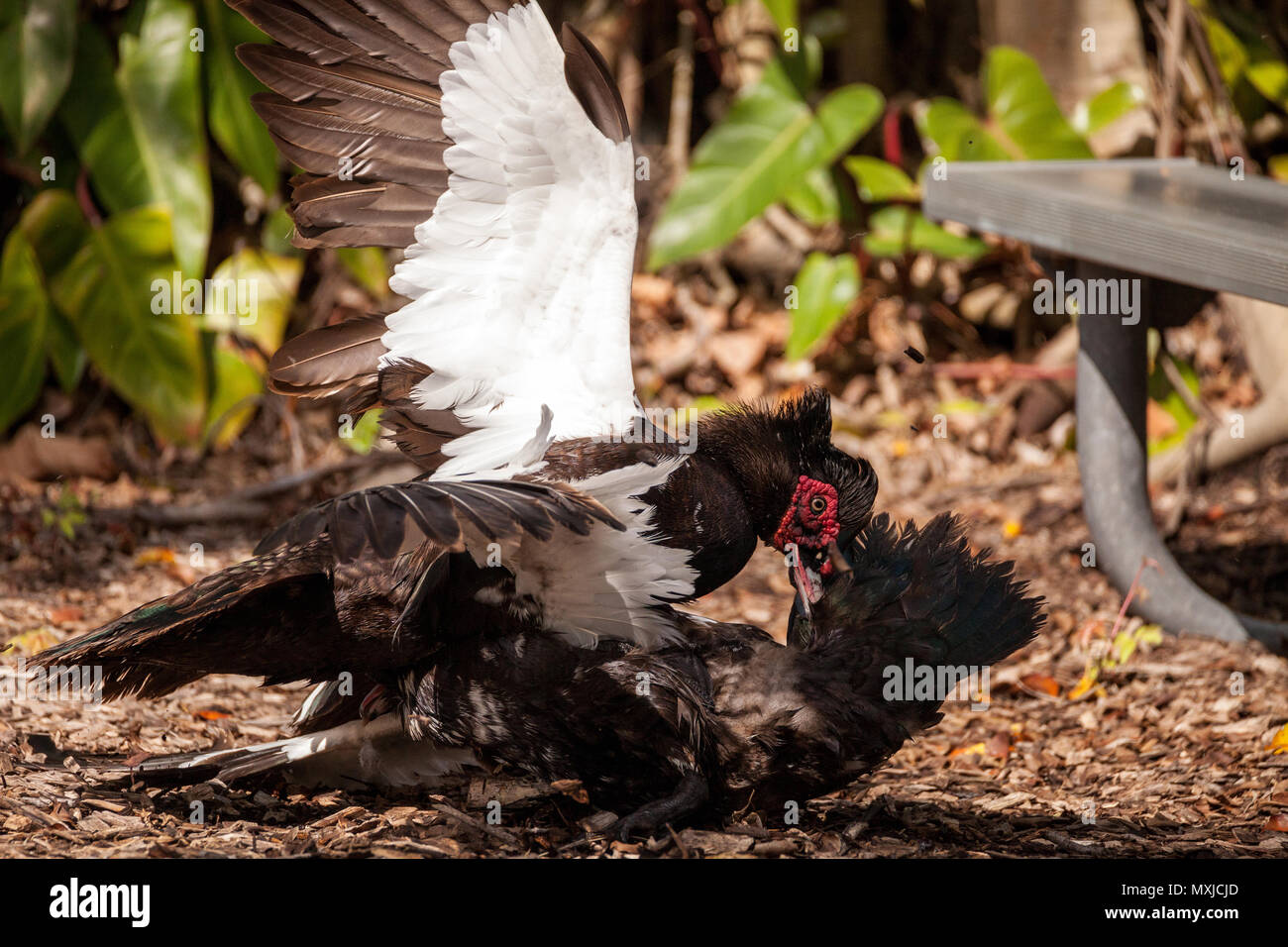 Male muscovy duck Cairina moschat birds in the middle of a dominance ...