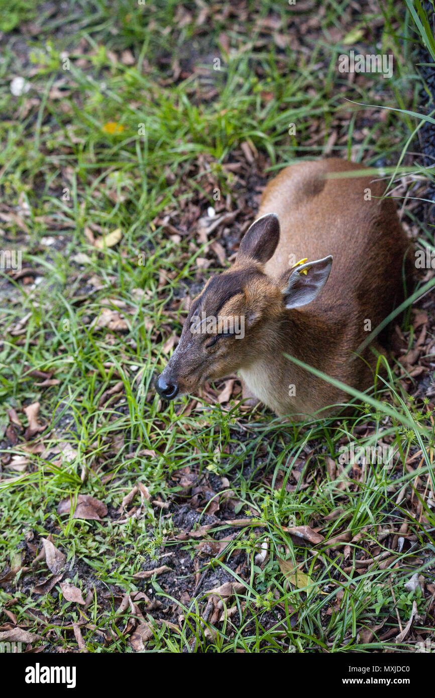Baby muntjac hi-res stock photography and images - Alamy