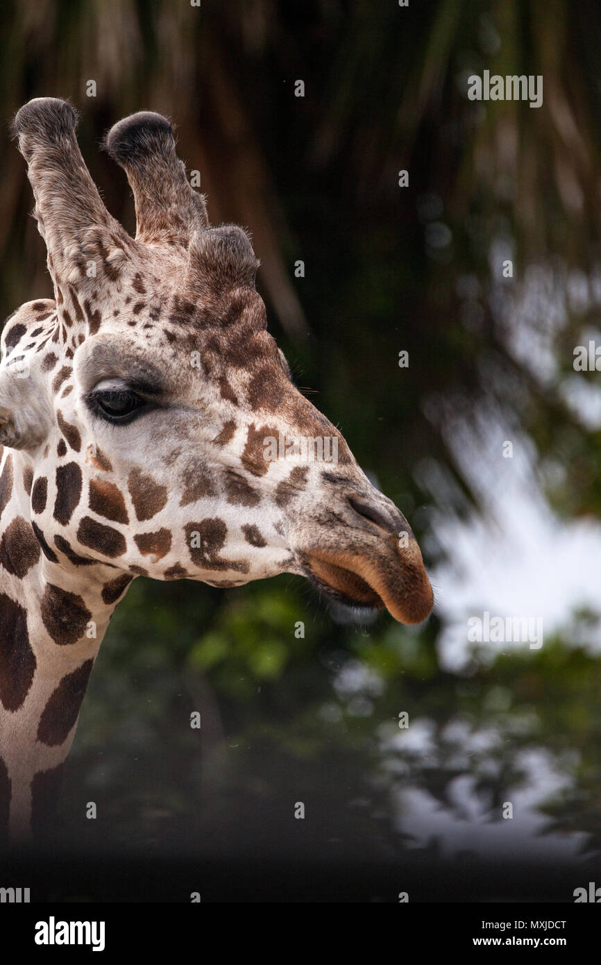 Curious and friendly Reticulated giraffe Giraffa camelopardalis ...