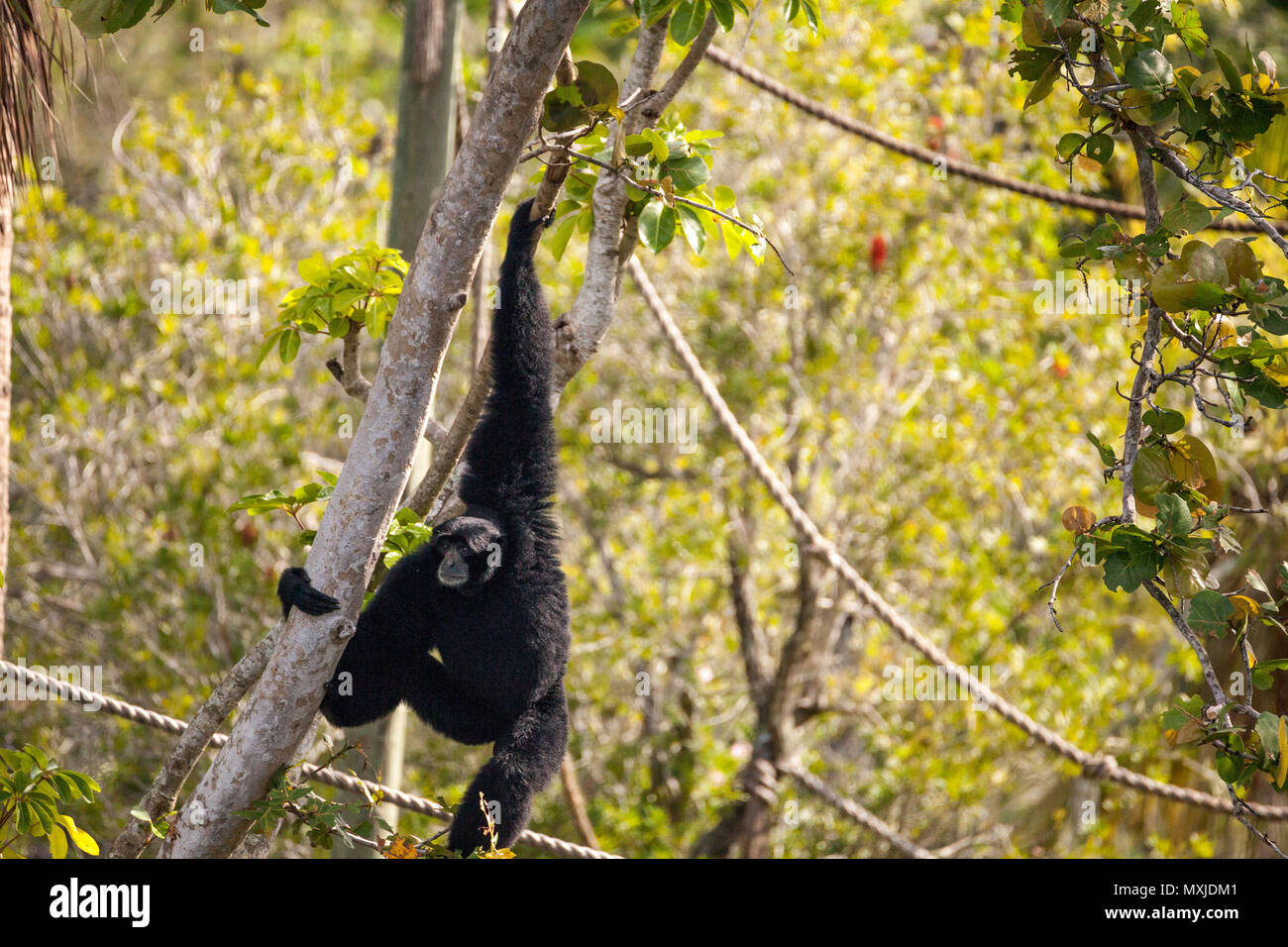 Siamang gibbon Symphalangus syndactylus swings from a tree and uses its ...