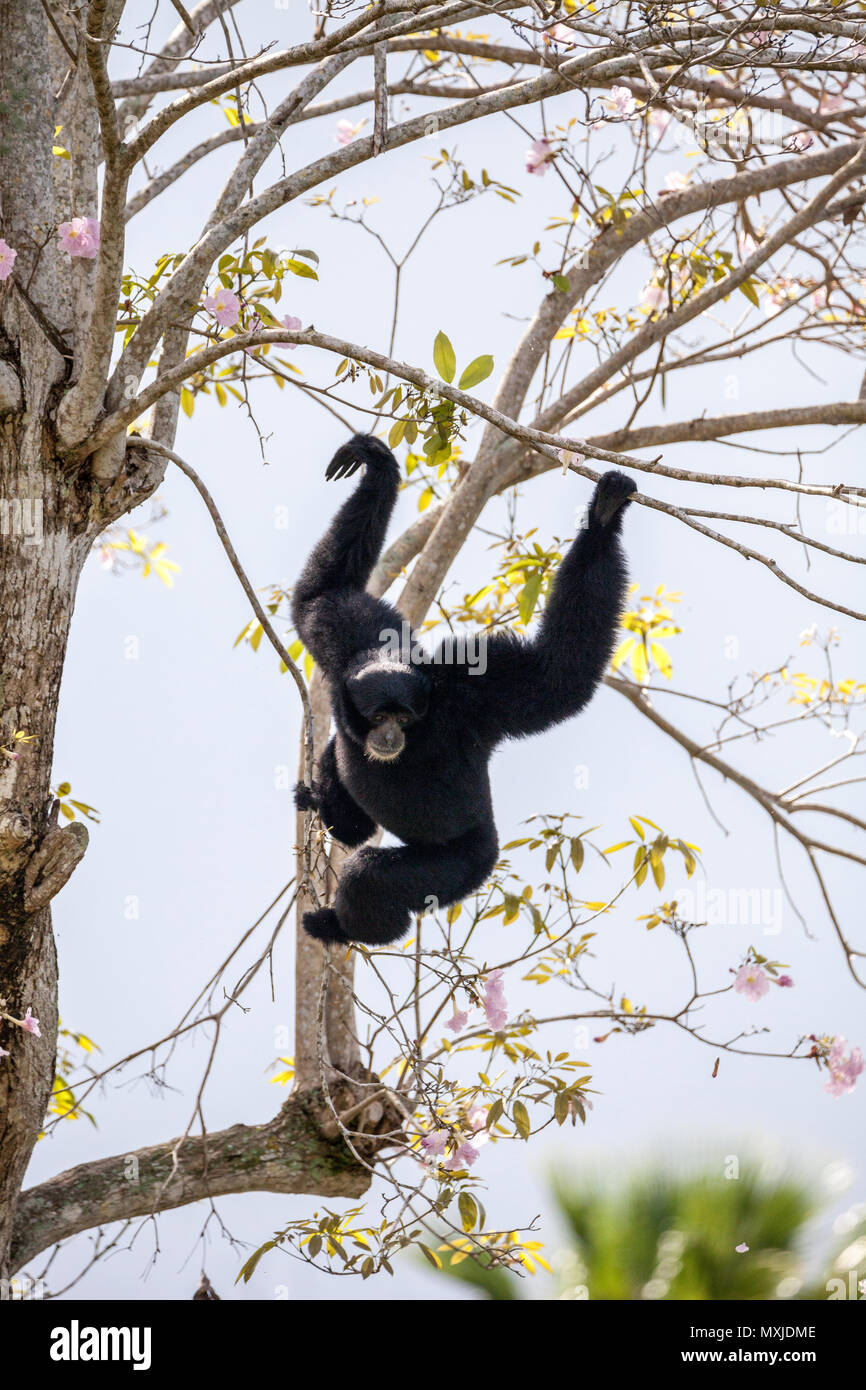 Siamang gibbon Symphalangus syndactylus swings from a tree and uses its ...
