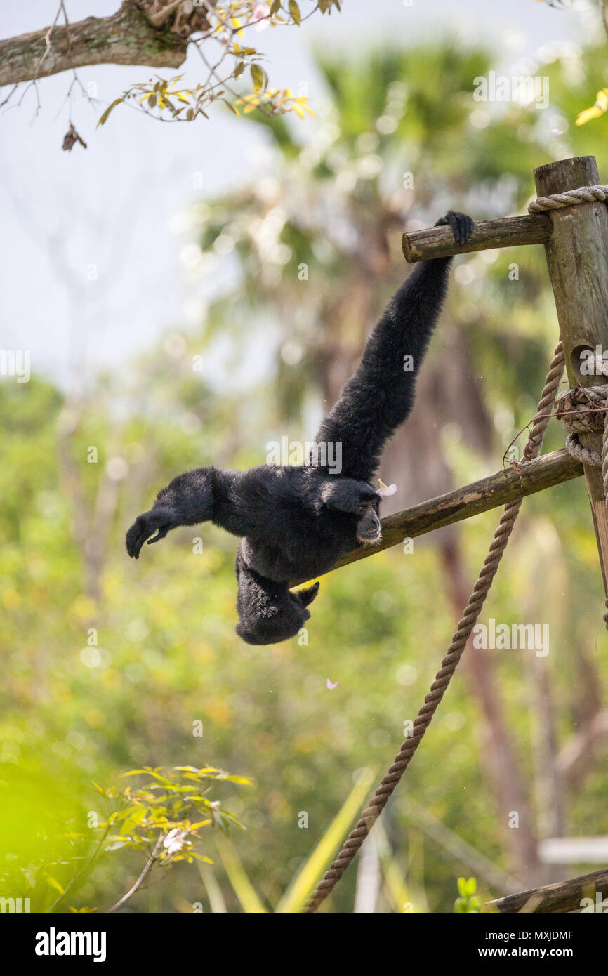 Siamang gibbon Symphalangus syndactylus swings from a tree and uses its ...