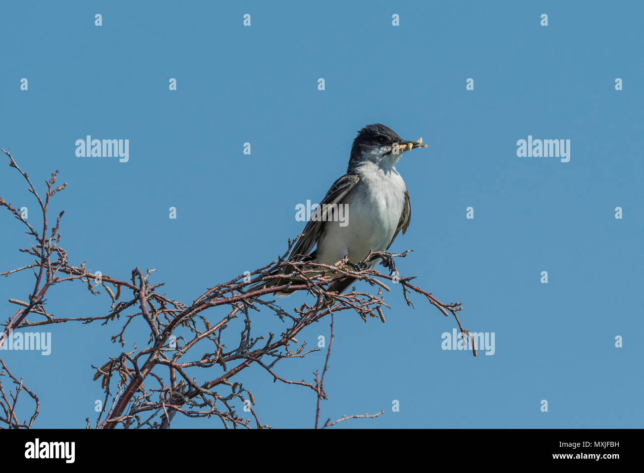 Eastern Kingbird with captured insect Stock Photo - Alamy