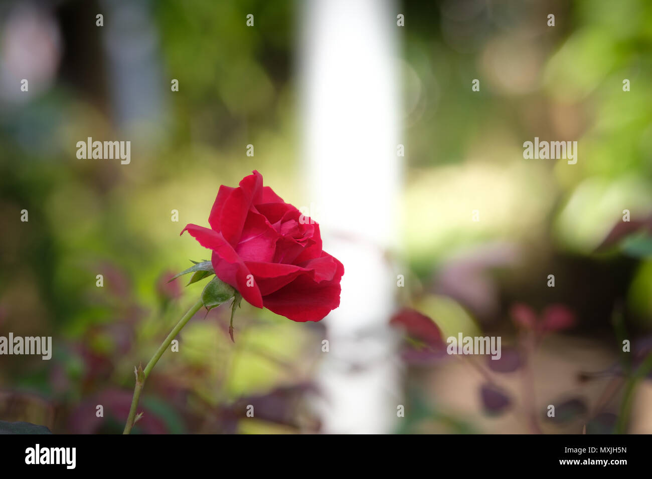 Midnight rose flower hi-res stock photography and images - Alamy