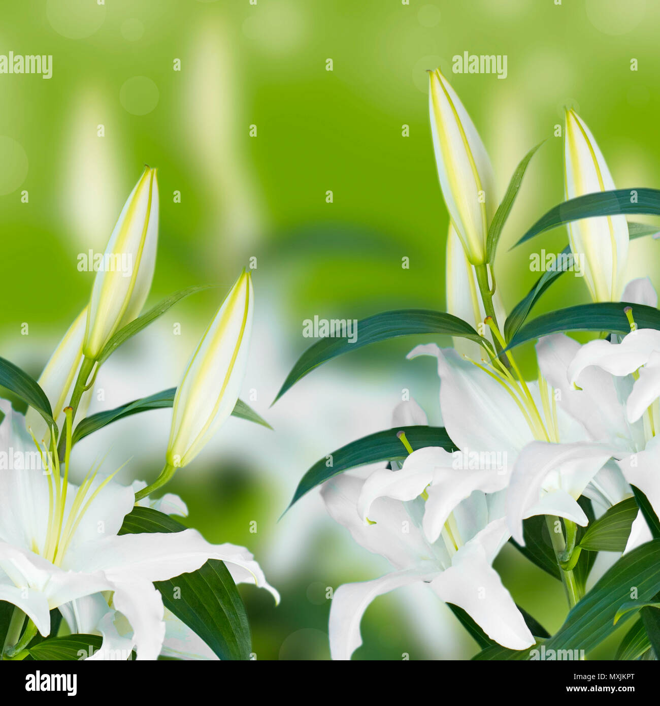 Top view bright lilies greeting hi-res stock photography and images - Alamy