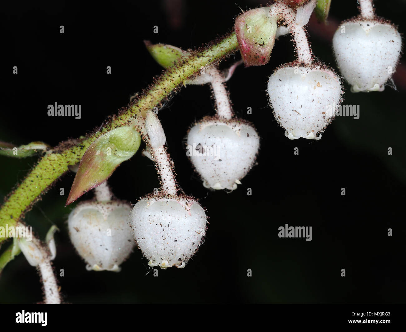 Salal (Gaultheria shallon) flowers close up Stock Photo - Alamy