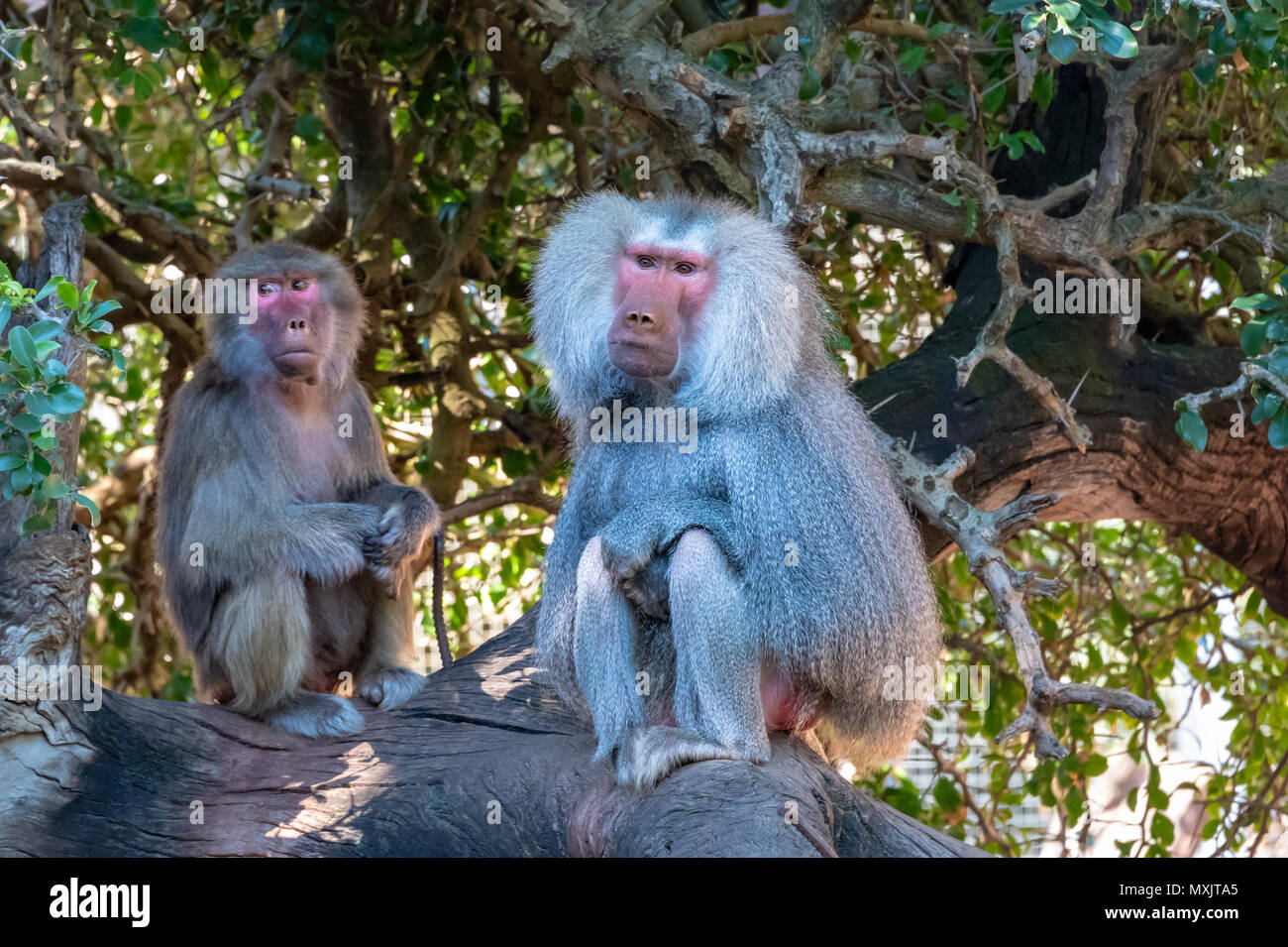 Baboon man hi-res stock photography and images - Alamy