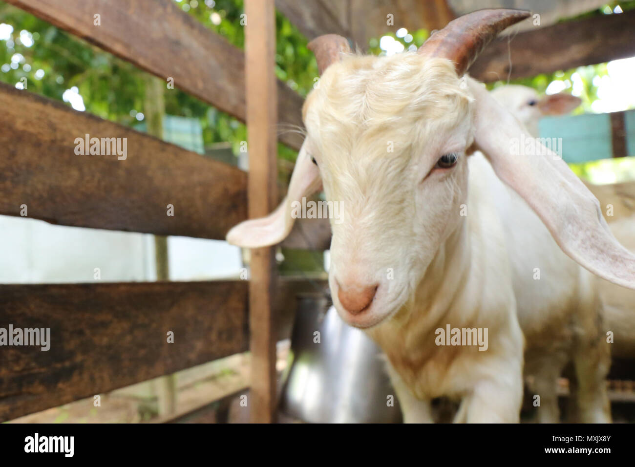 Wildlife goat hi-res stock photography and images - Alamy