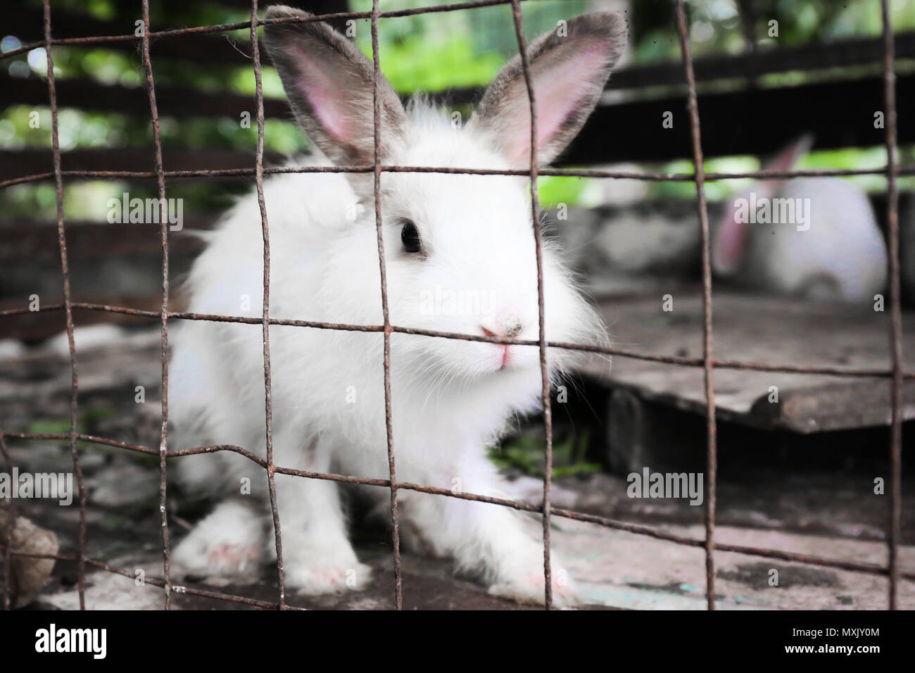 Albino Domestic Rabbit High Resolution Stock Photography and Images - Alamy
