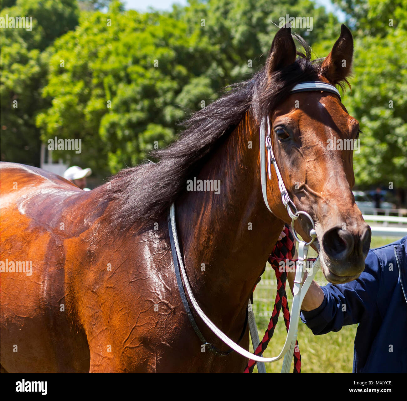 Looking after a horse hi-res stock photography and images - Alamy