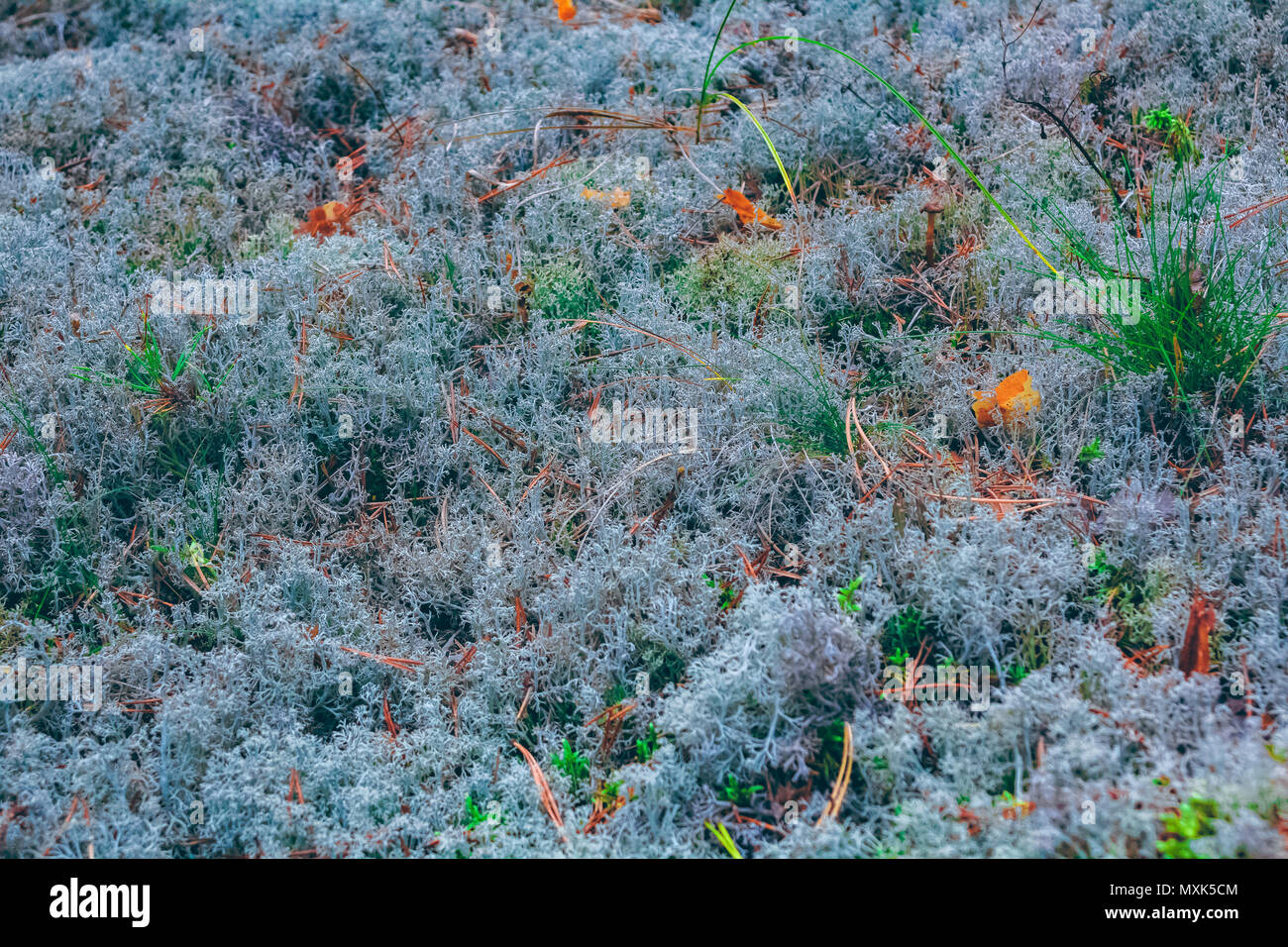 Blue lush moss in a Central Europe forest. Texture of nature Stock ...