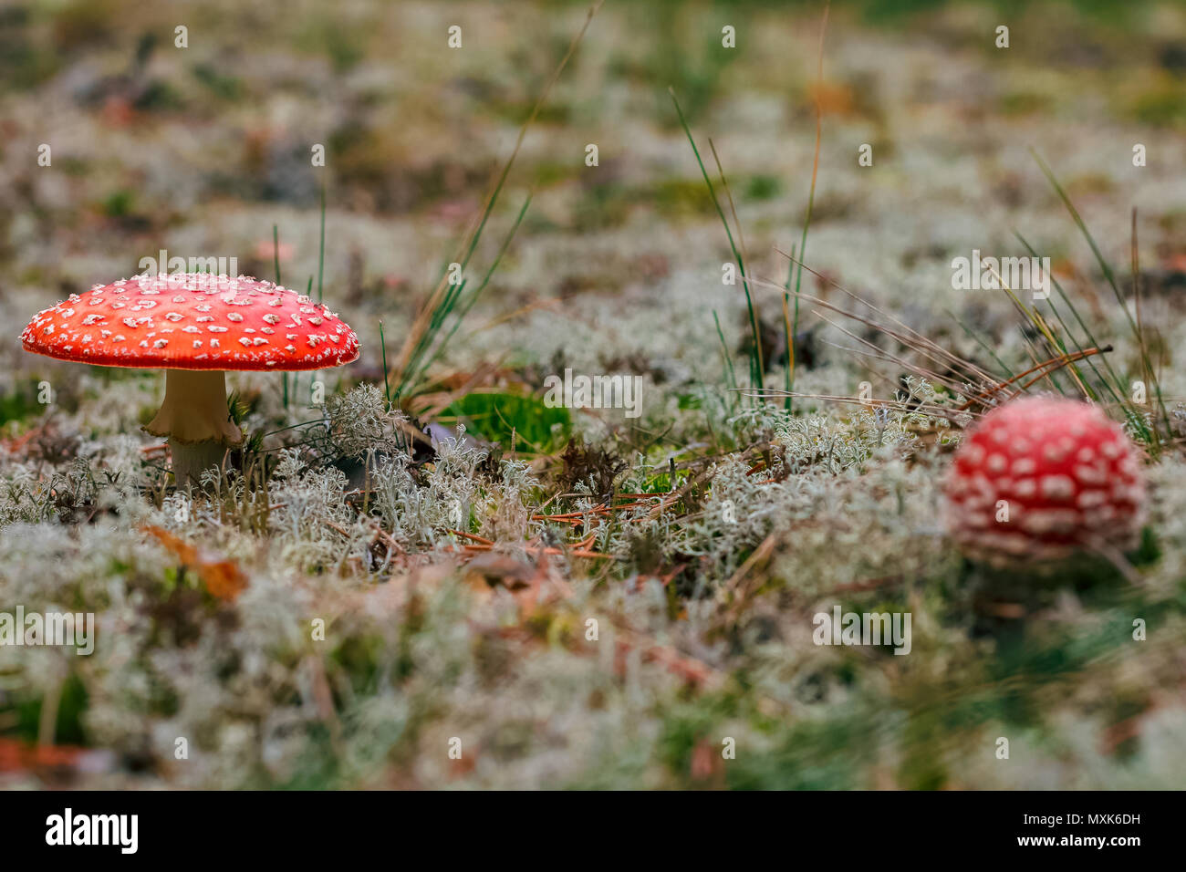 Amanita Muscaria. Red poisonous Fly Agaric mushroom in forest Stock ...