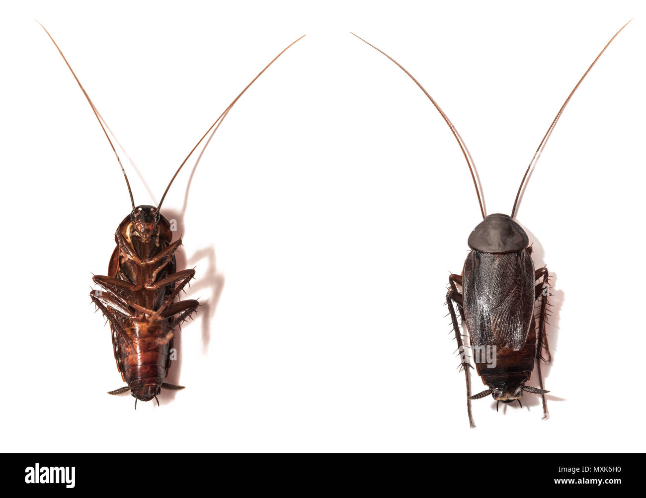 Close up cockroach on white background Stock Photo - Alamy