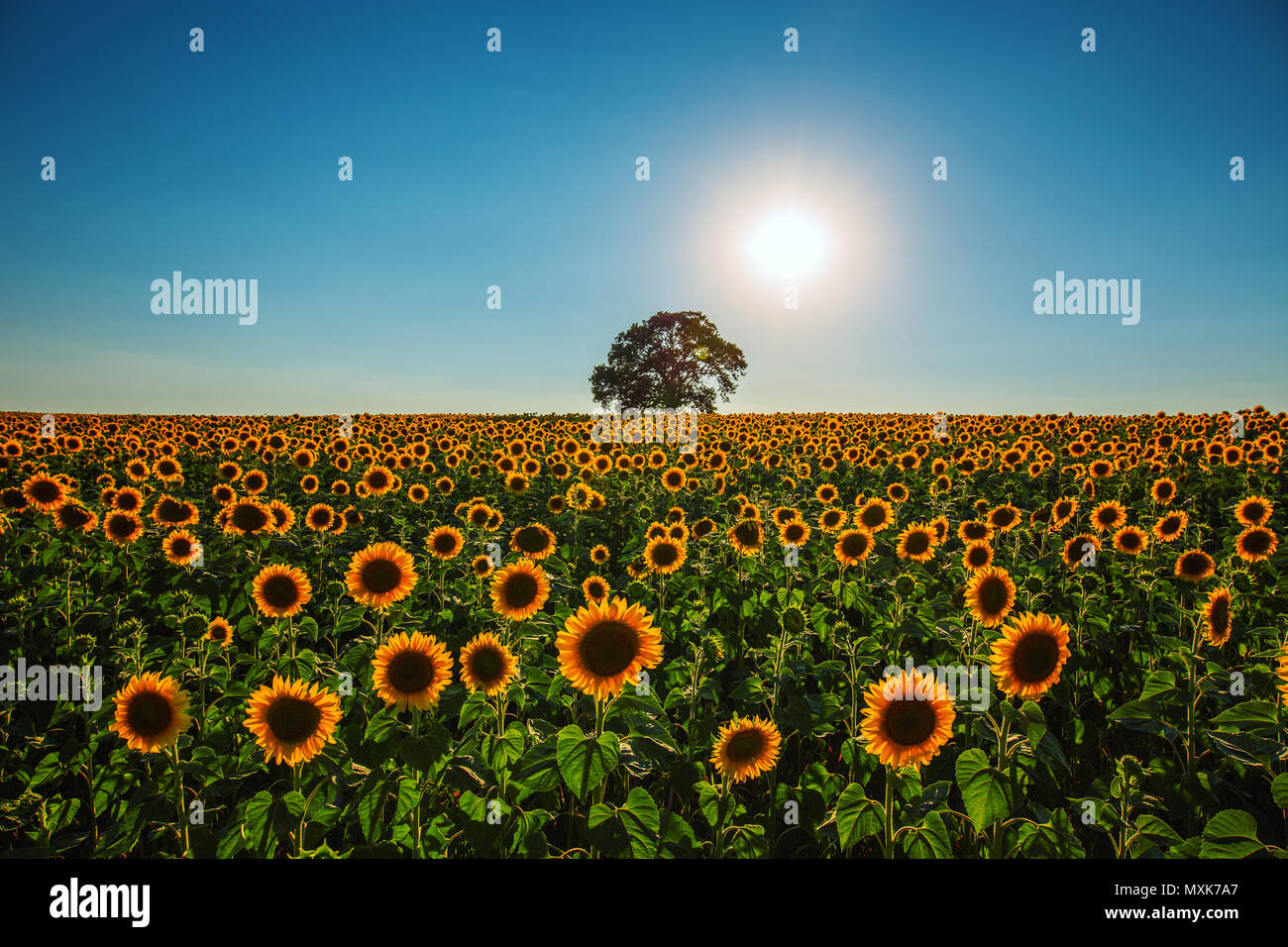 Field of sunflowers and lonely tree Stock Photo - Alamy