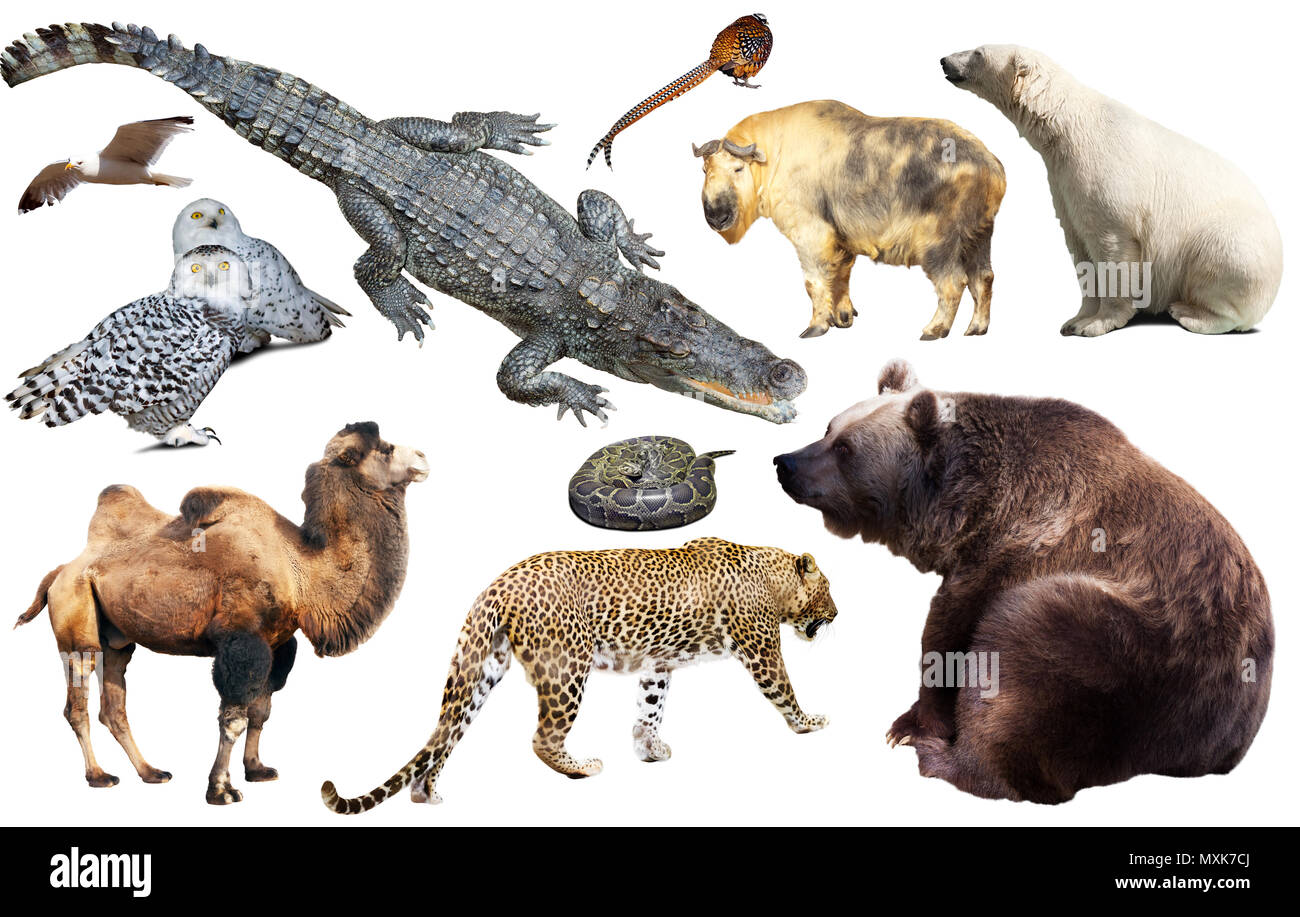 collection of different birds, mammals and reptiles from asia isolated ...