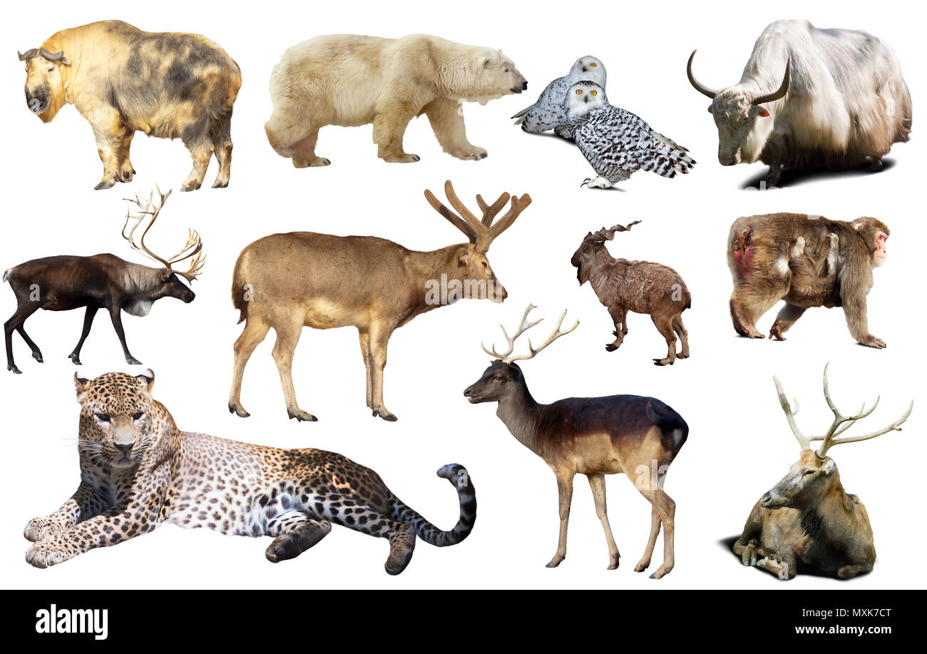 Set of various asian isolated wild animals including birds, mammals ...