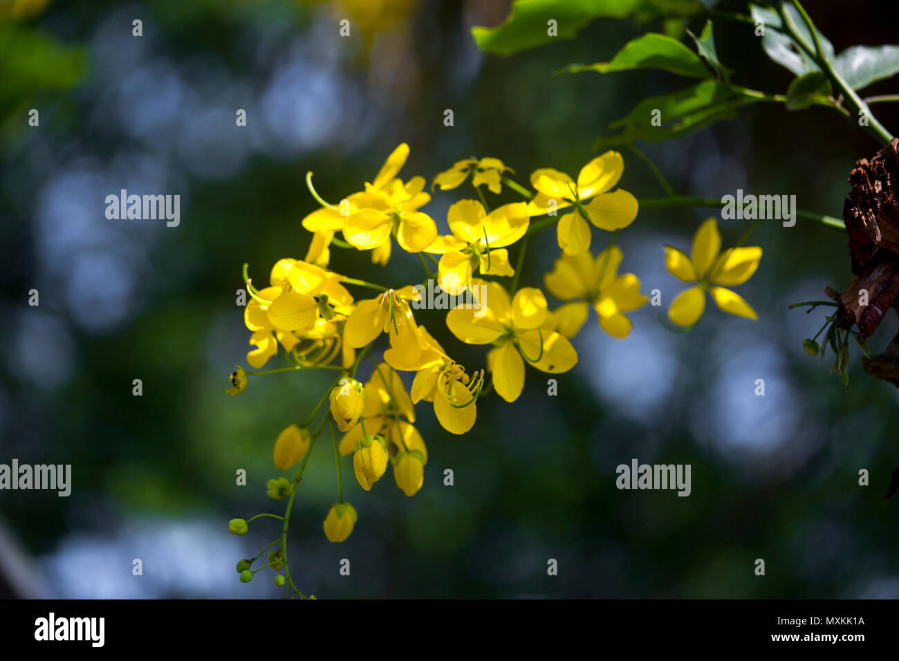Cassia fistula, known as the golden rain tree, canafistula and in ...