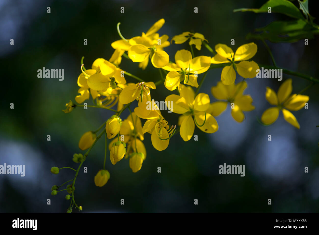Cassia fistula, known as the golden rain tree, canafistula and in ...