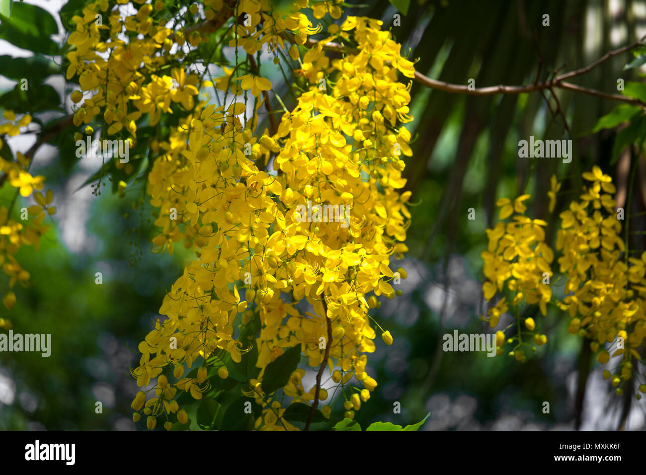 Cassia fistula, known as the golden rain tree, canafistula and in Bangladesh it’s known as ...