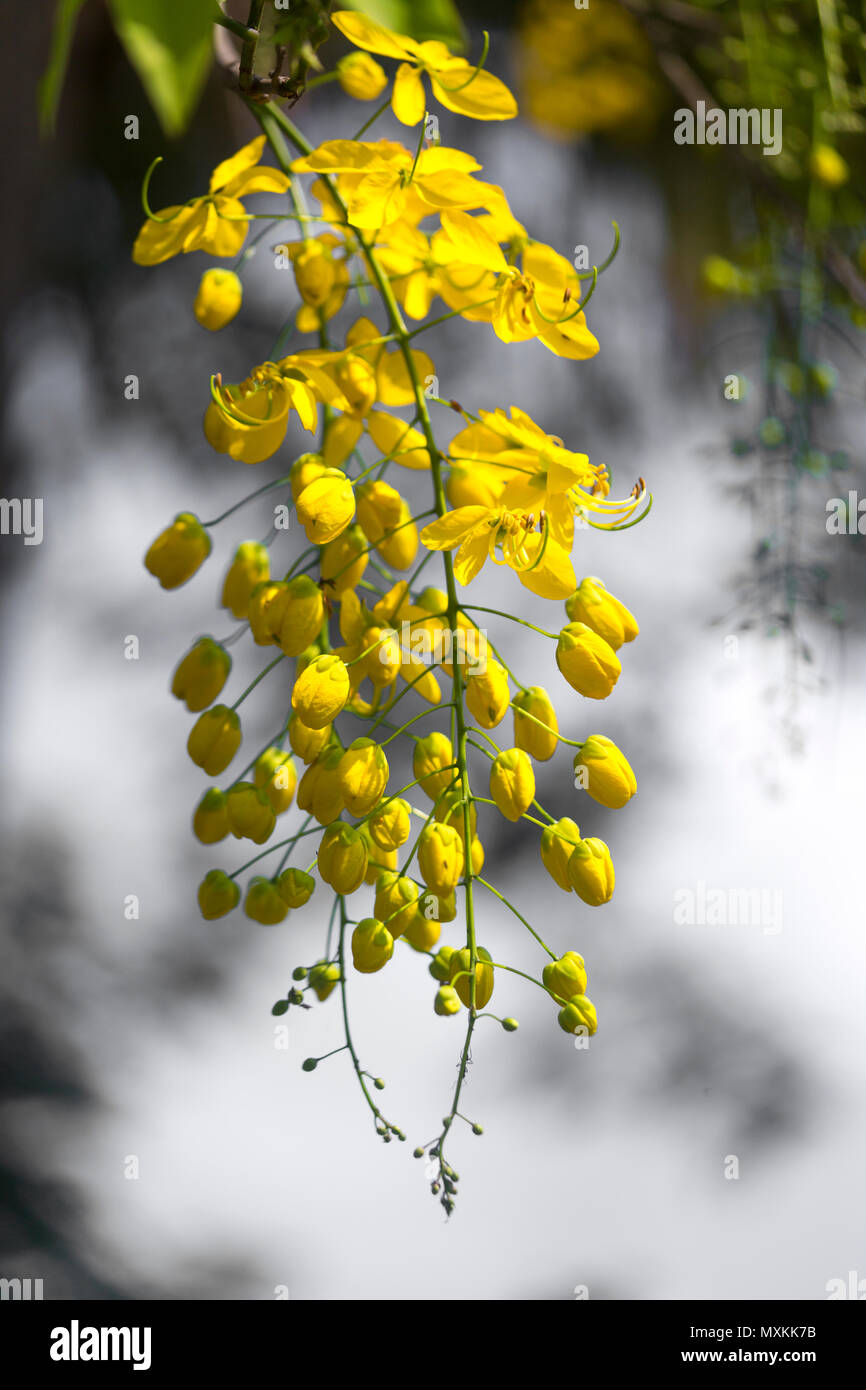 Cassia fistula, known as the golden rain tree, canafistula and in ...