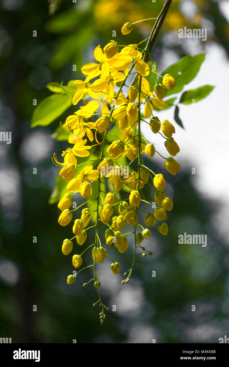 Cassia fistula, known as the golden rain tree, canafistula and in ...