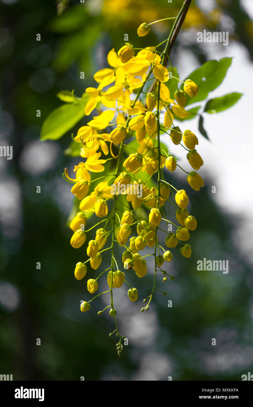 Cassia fistula, known as the golden rain tree, canafistula and in ...