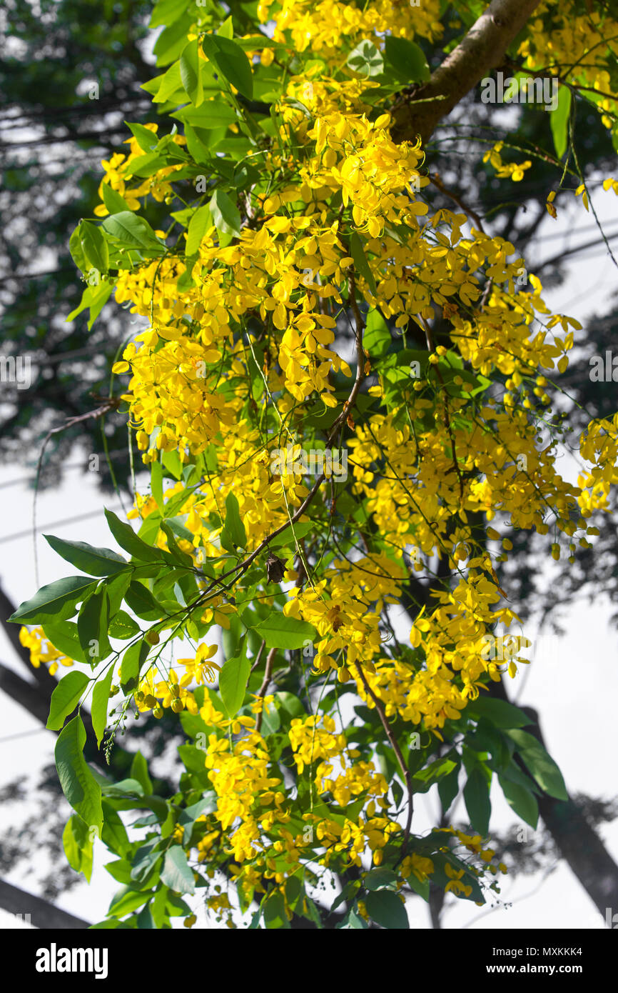 Cassia fistula, known as the golden rain tree, canafistula and in ...