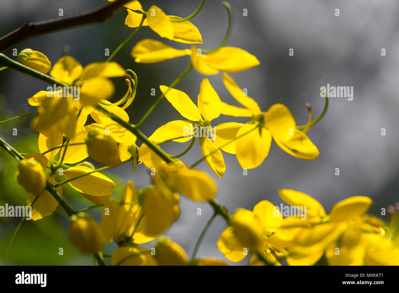 Cassia fistula, known as the golden rain tree, canafistula and in ...