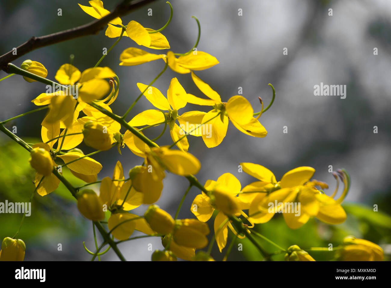 Cassia fistula, known as the golden rain tree, canafistula and in ...