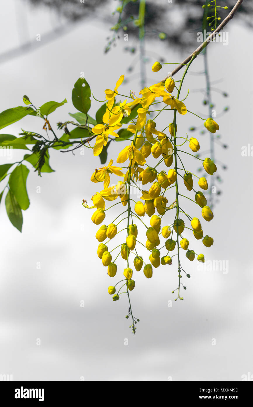 Cassia fistula, known as the golden rain tree, canafistula and in ...