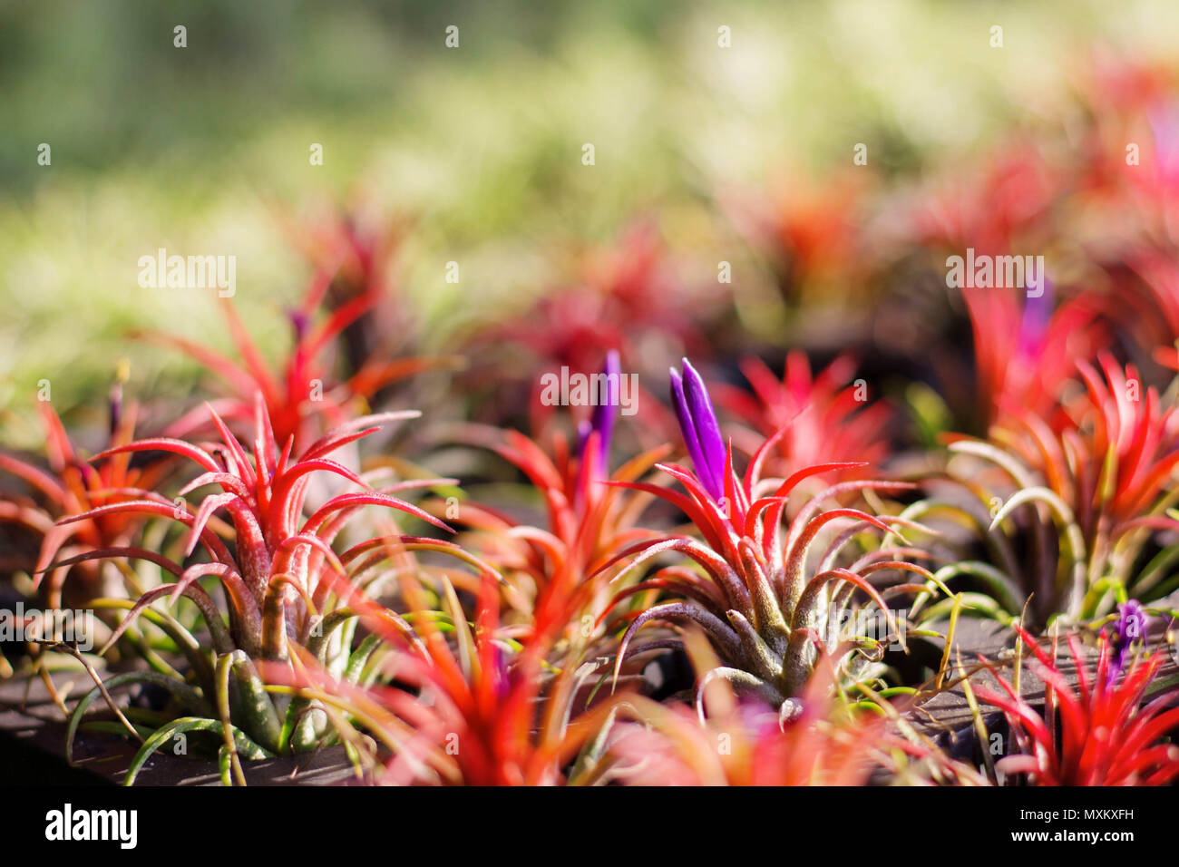 Dwarf cactus hi-res stock photography and images - Alamy