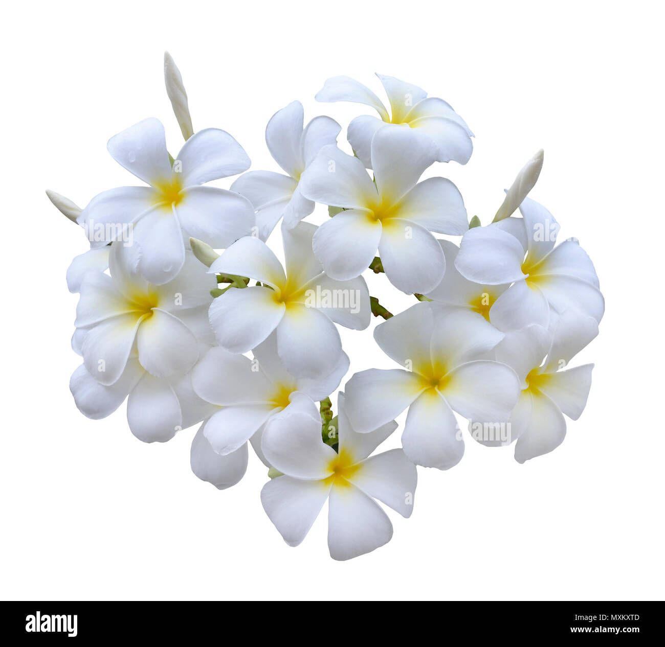 Frangipani flower isolated on white Stock Photo - Alamy