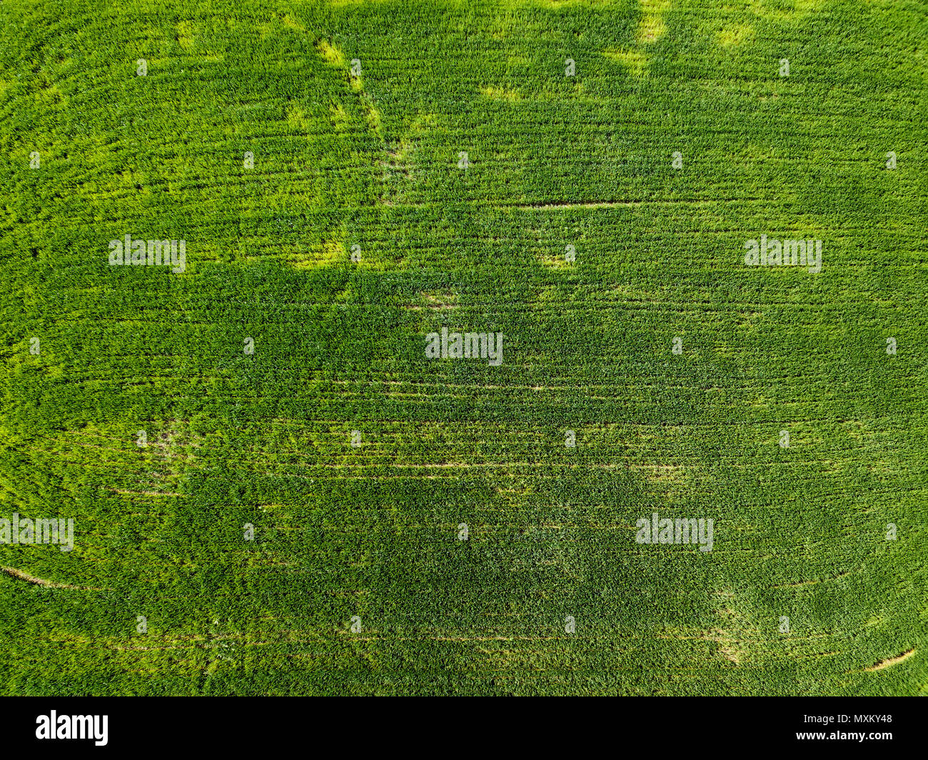 Aerial top view rapeseed field hi-res stock photography and images - Alamy
