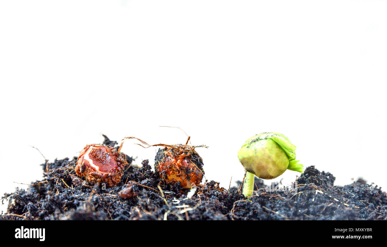 seed to tree, Seeding, Plant seed growing concept Stock Photo - Alamy