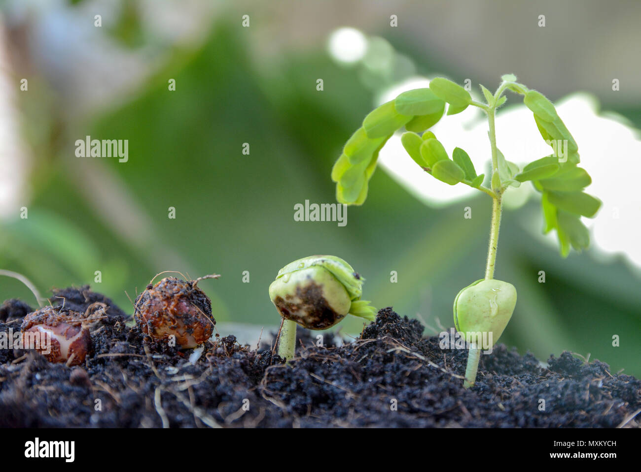 seed to tree, Seeding, Plant seed growing concept Stock Photo - Alamy
