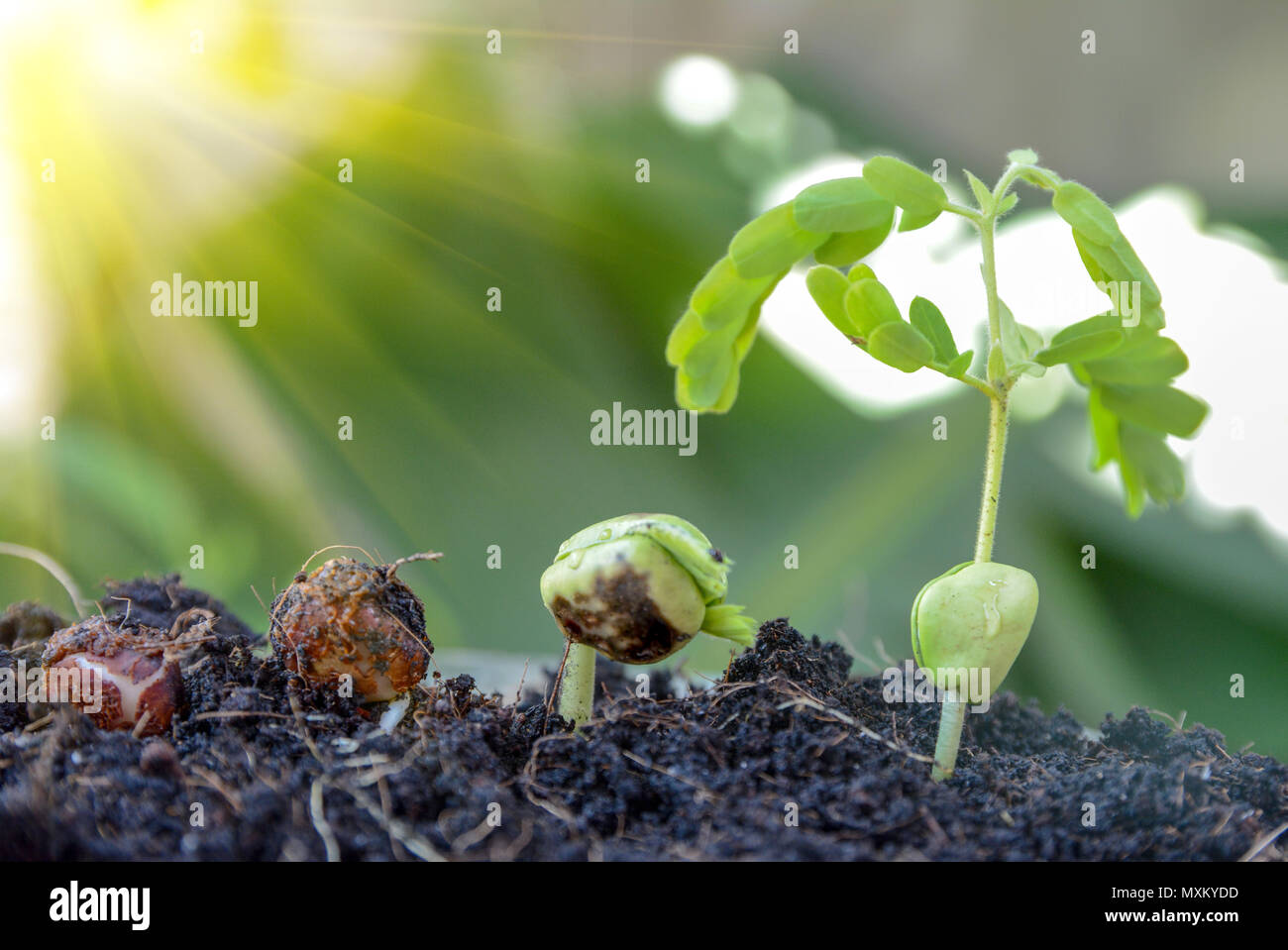seed to tree, Seeding, Plant seed growing concept Stock Photo - Alamy