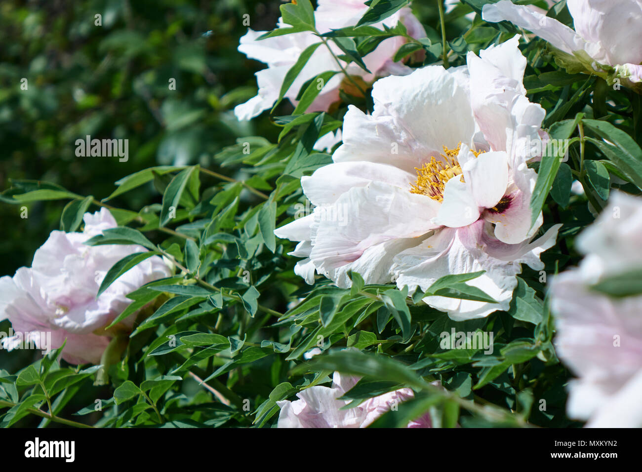 Big white peony in grass hi-res stock photography and images - Alamy