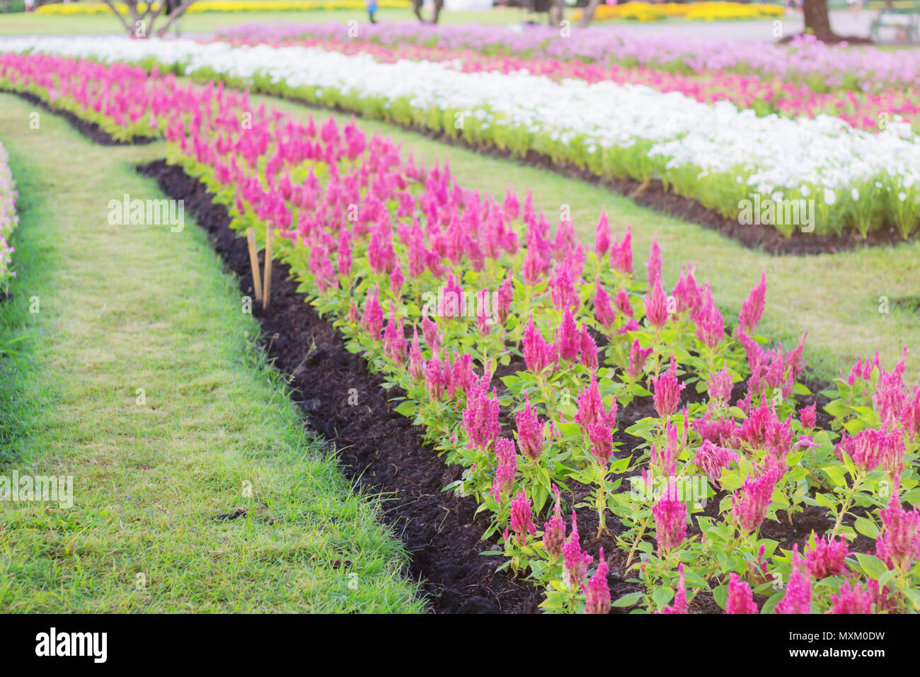 Planting flowers with beautiful in the garden Stock Photo - Alamy