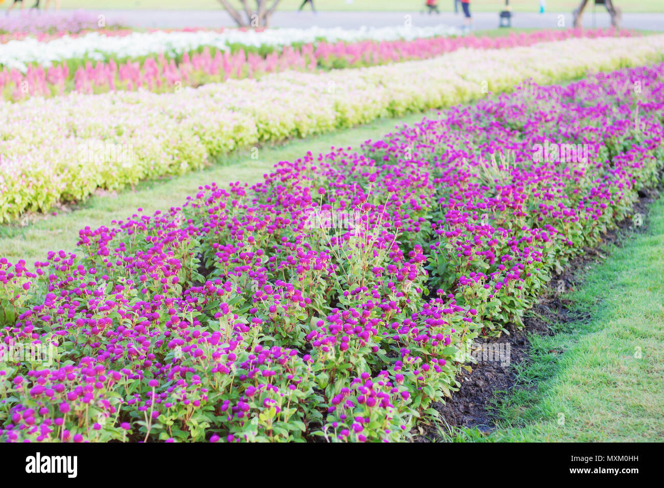 Purple flowers and others on plot with beautiful Stock Photo - Alamy