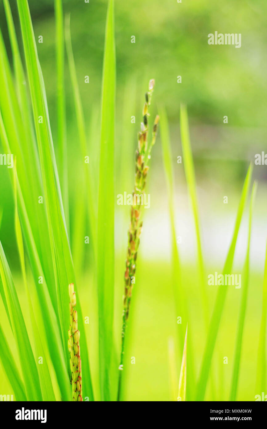 Rice growing in field with the freshness of nature Stock Photo - Alamy