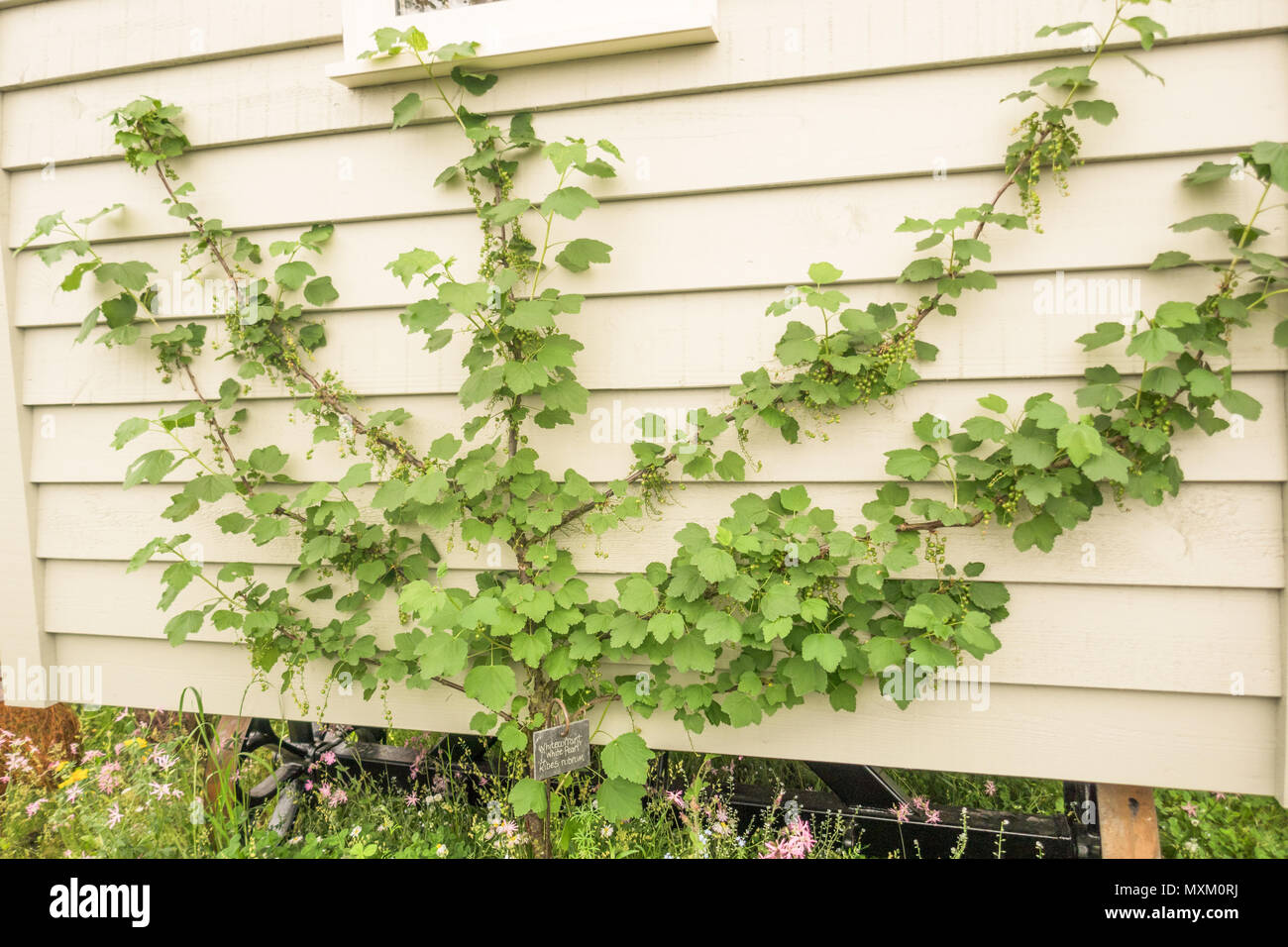 Fan trained espalier hi-res stock photography and images - Alamy