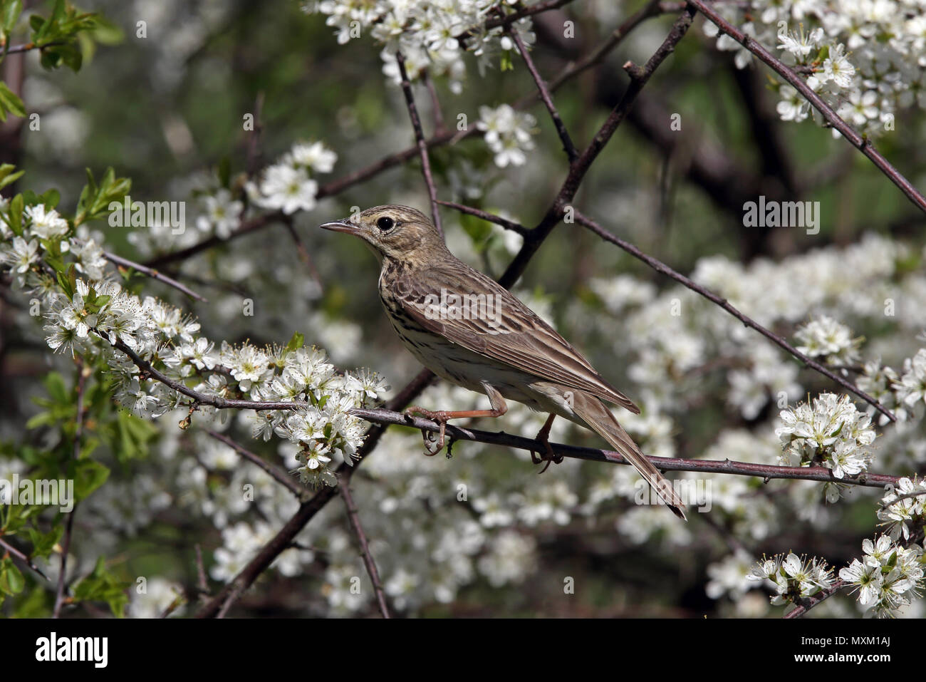Tree pipit, Anthus trivialis / Sloe flowers Stock Photo - Alamy