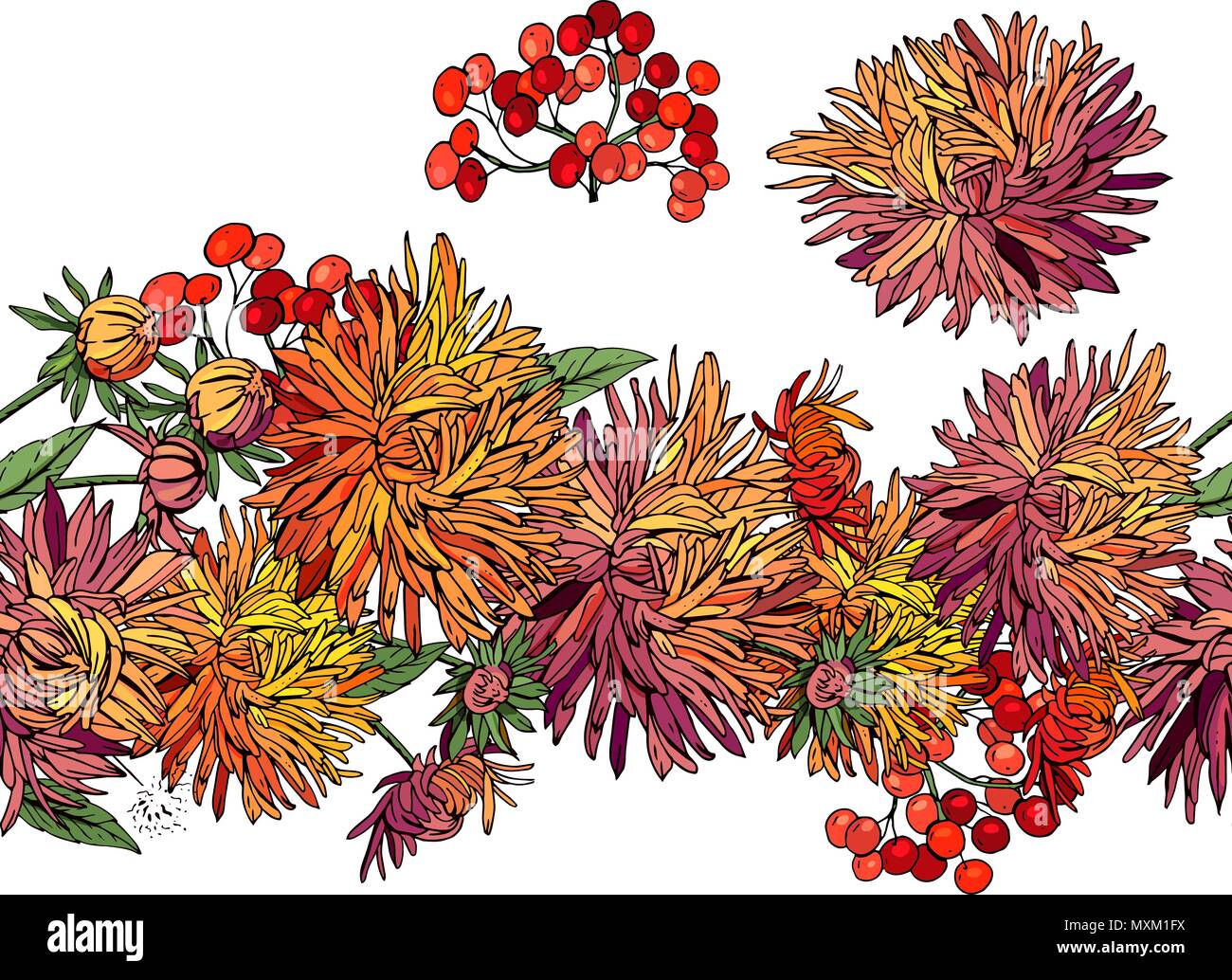 Aster vector vectors hi-res stock photography and images - Alamy