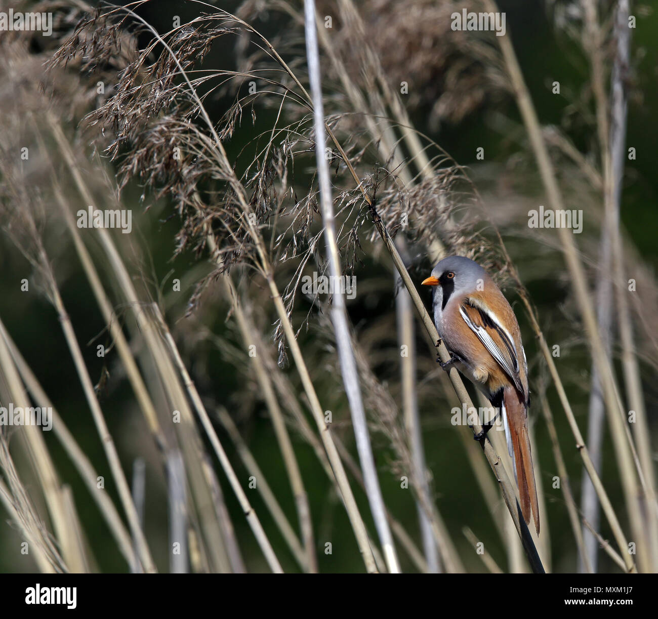 Bearded reedling, Bearded tit, Panurus biarmicus, sitting in reeds ...