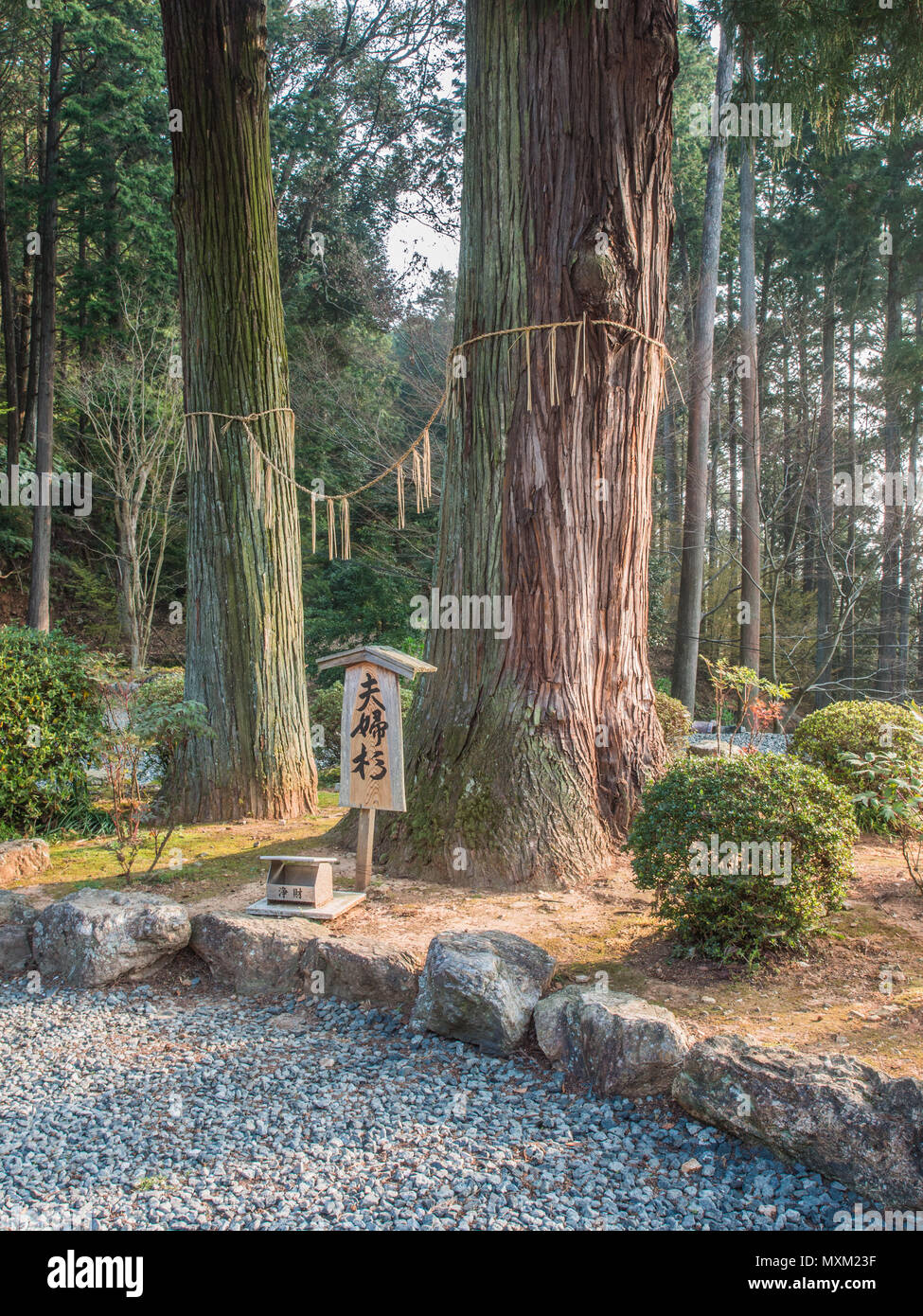 Sacred sugi trees joined by Shimenawa rope, at Meisekiji temple 43 ...